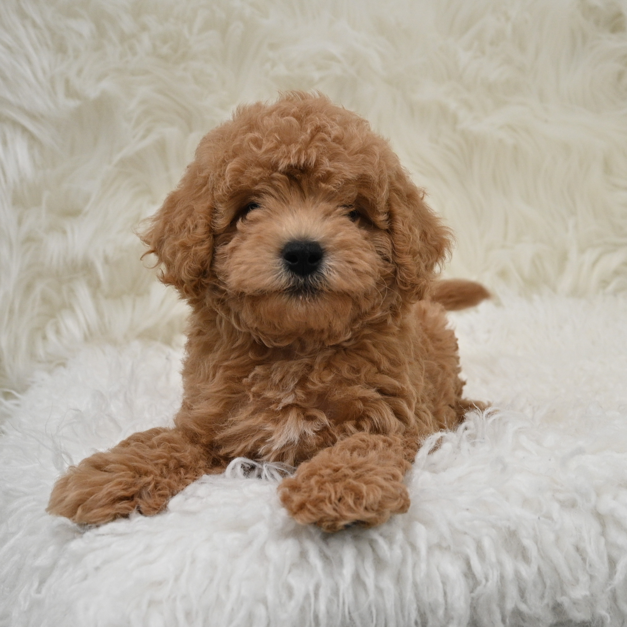 ABC Puppy - Designer Puppies Since 2005 | Maltipoos, Cavapoos, Bichpoos ...
